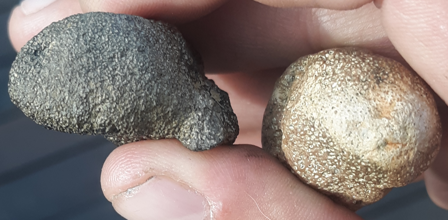 NJ Mosasaur Vertebra - Halisaurus? - Fossil ID - The Fossil Forum