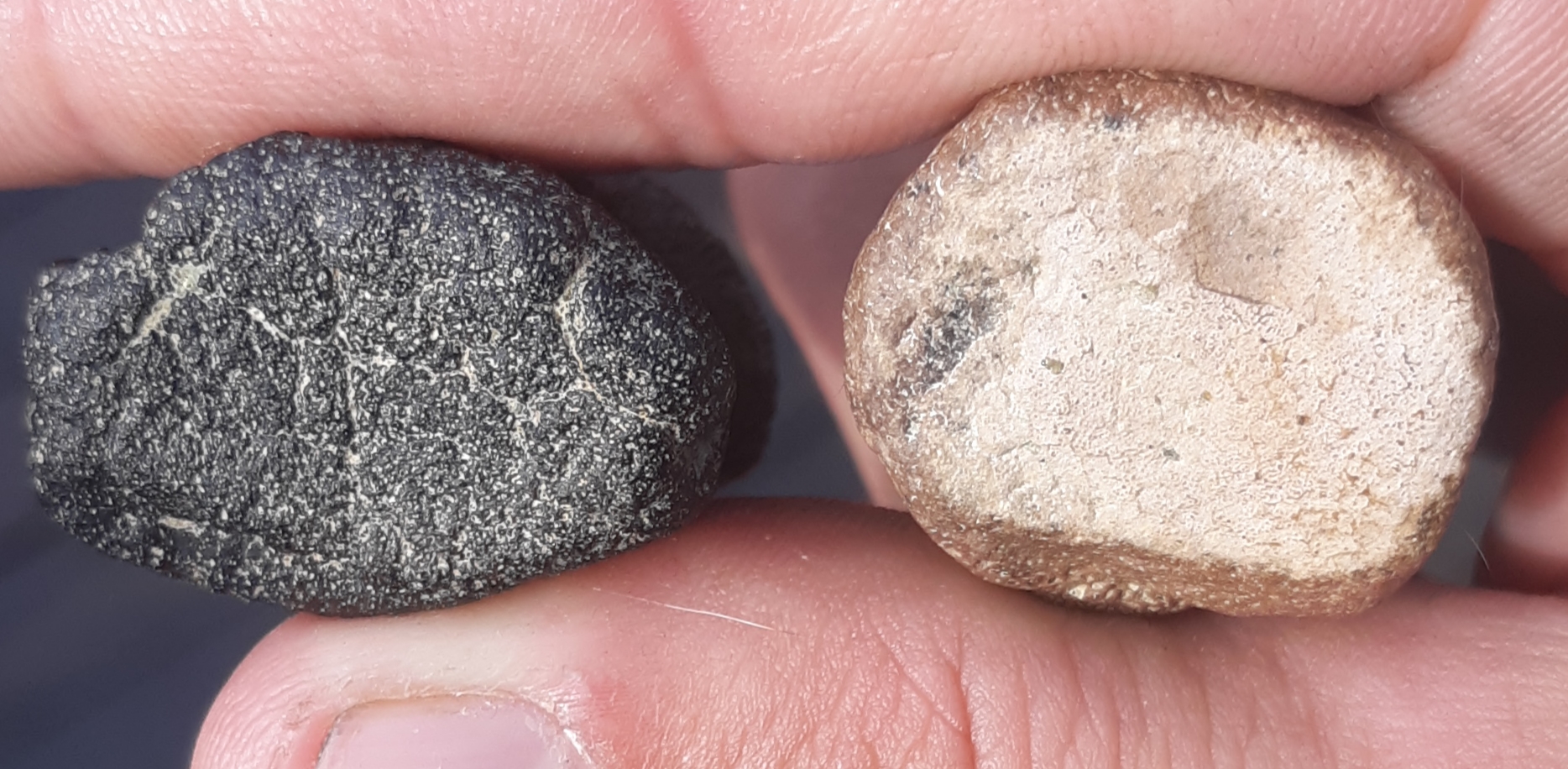 NJ Mosasaur Vertebra - Halisaurus? - Fossil ID - The Fossil Forum