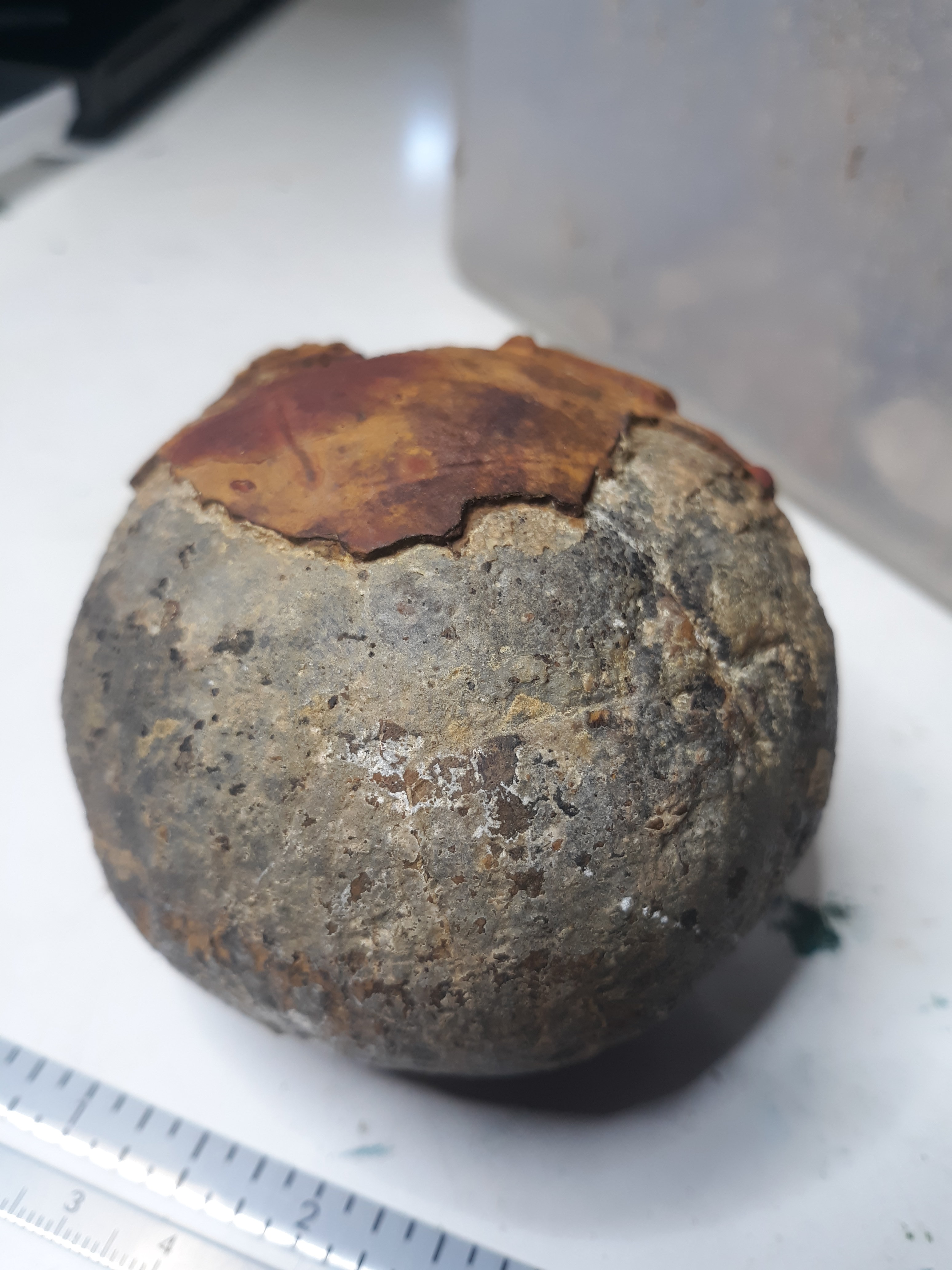 Round rocks - Fossil ID - The Fossil Forum