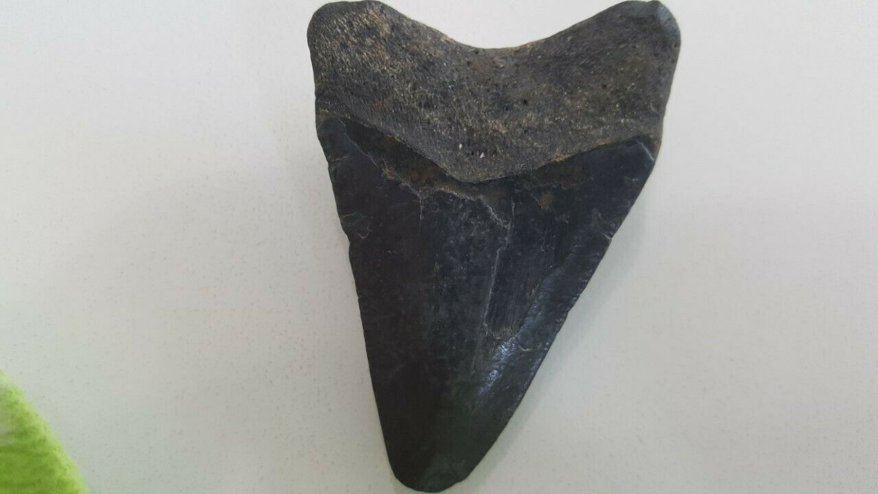Meg tooth? - Fossil ID - The Fossil Forum