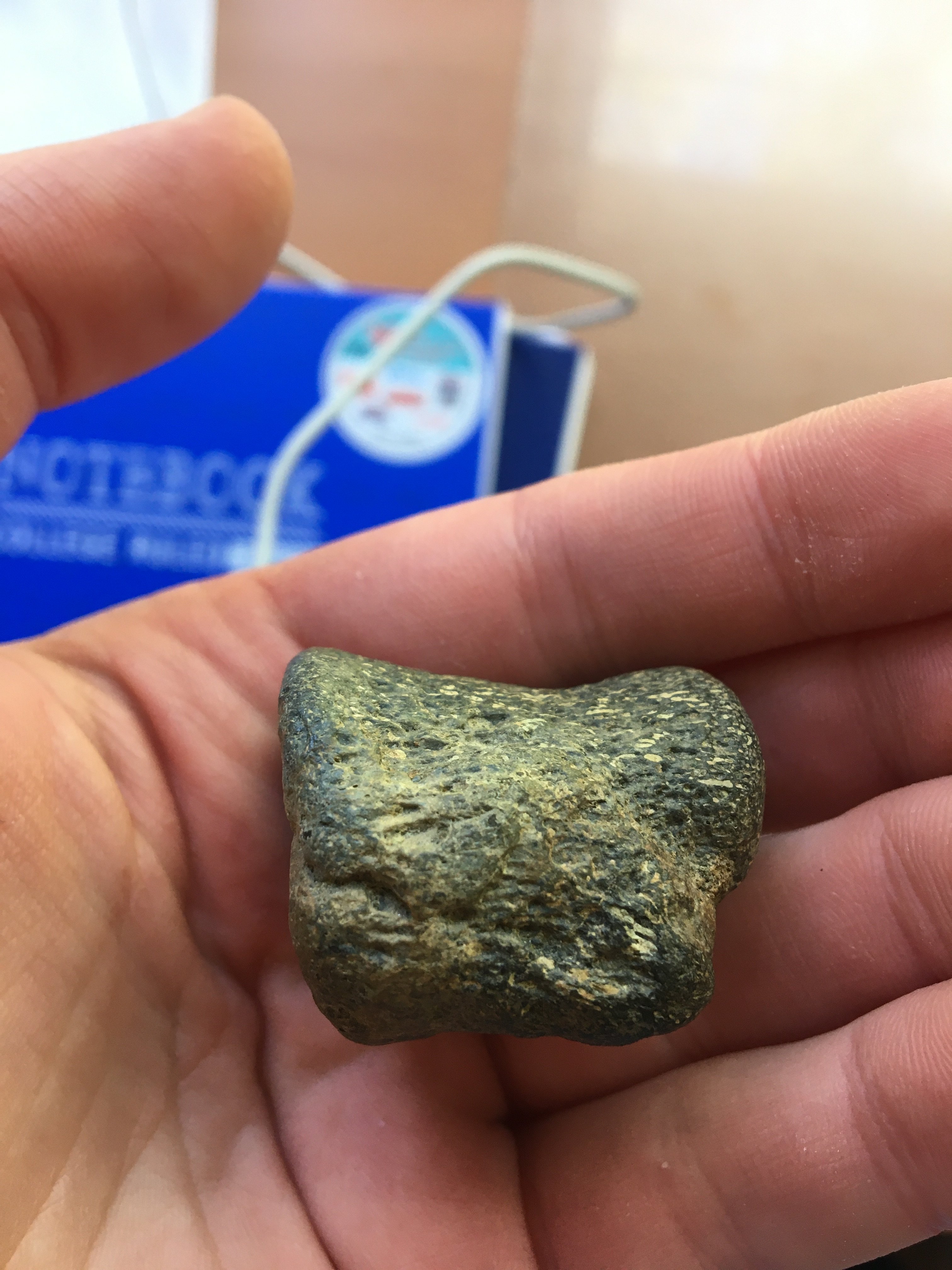 NJ Mosasaur Vertebra - Halisaurus? - Fossil ID - The Fossil Forum
