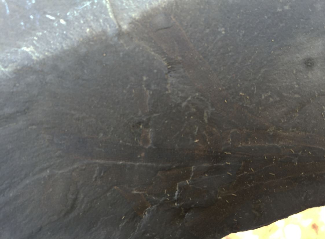 The Burgess Shale - Fossil Hunting Trips - The Fossil Forum