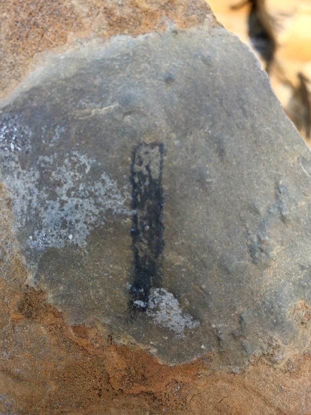 The Burgess Shale - Fossil Hunting Trips - The Fossil Forum