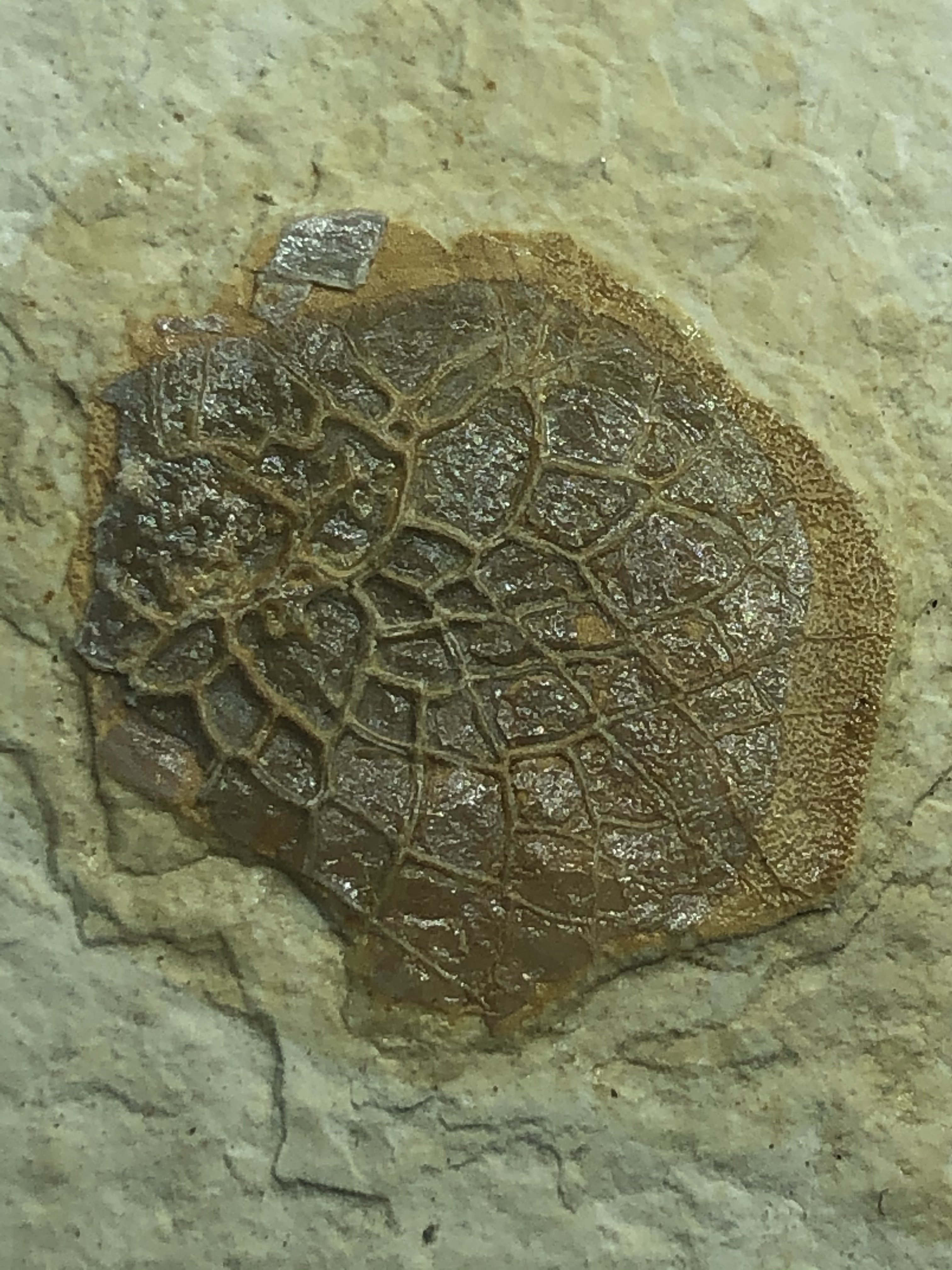 Fish scale or something else? - Fossil ID - The Fossil Forum