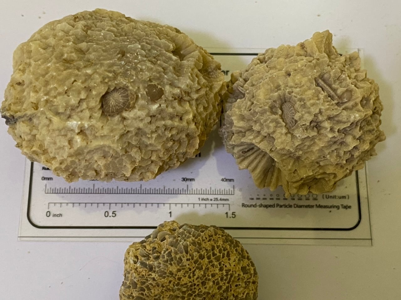 Please help to identify these fossil balls - Fossil ID - The Fossil Forum
