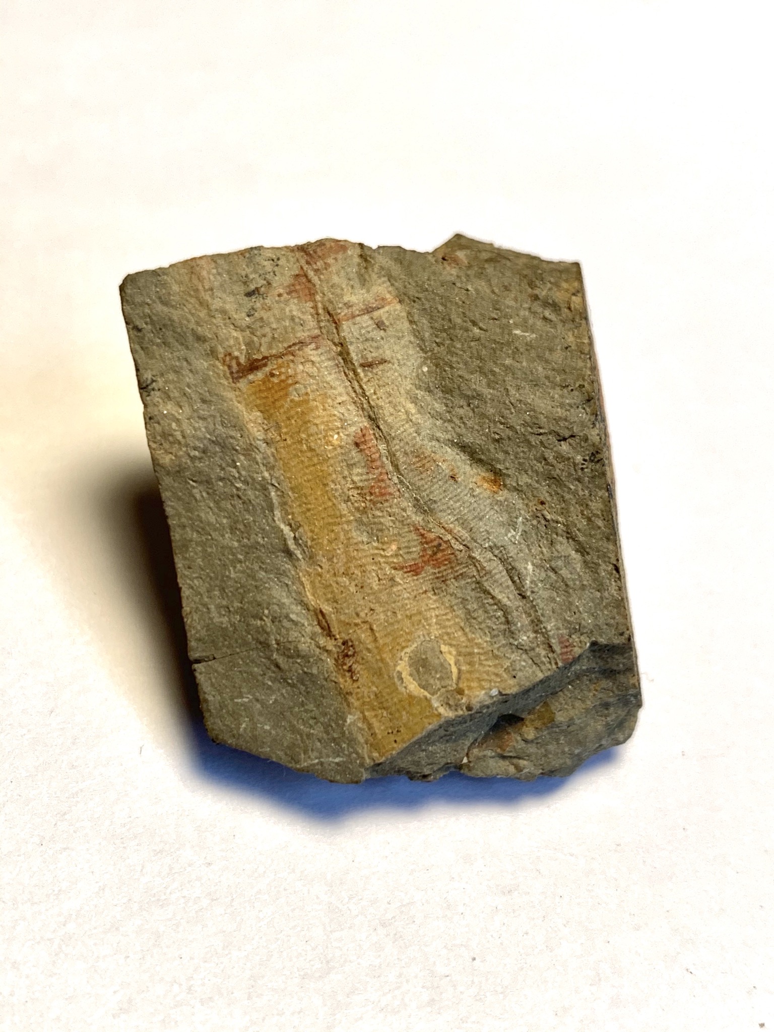 Middle Devonian Conulariid - Fossil ID - The Fossil Forum