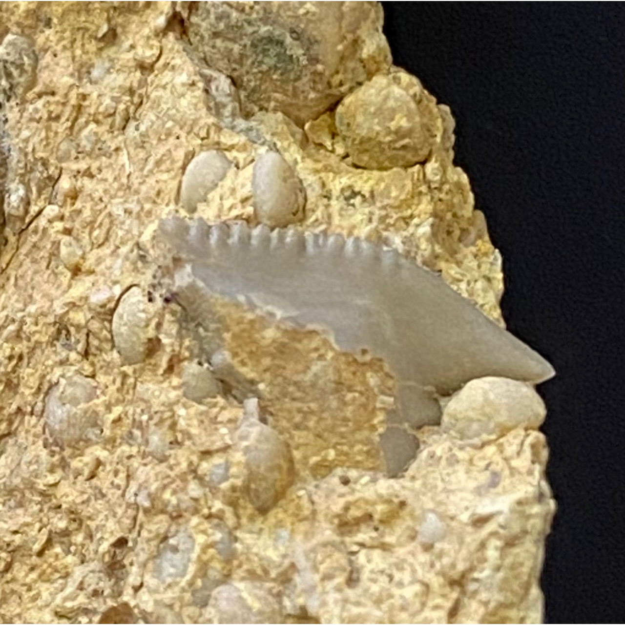 Please help to identify these fossil balls - Fossil ID - The Fossil Forum
