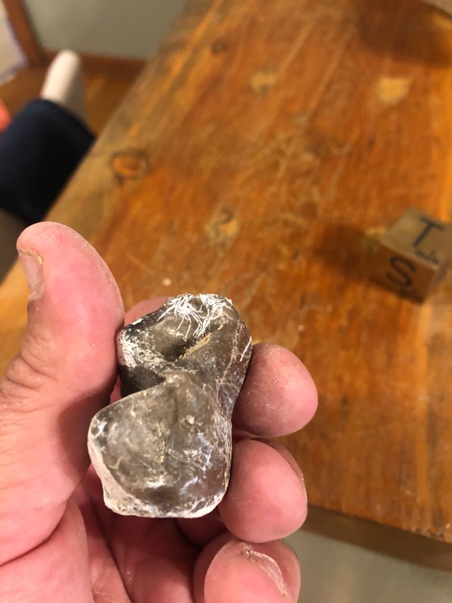 White river teeth - Fossil ID - The Fossil Forum