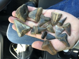 Suffolk Sharks Teeth Trip - Fossil Hunting Trips - The Fossil Forum