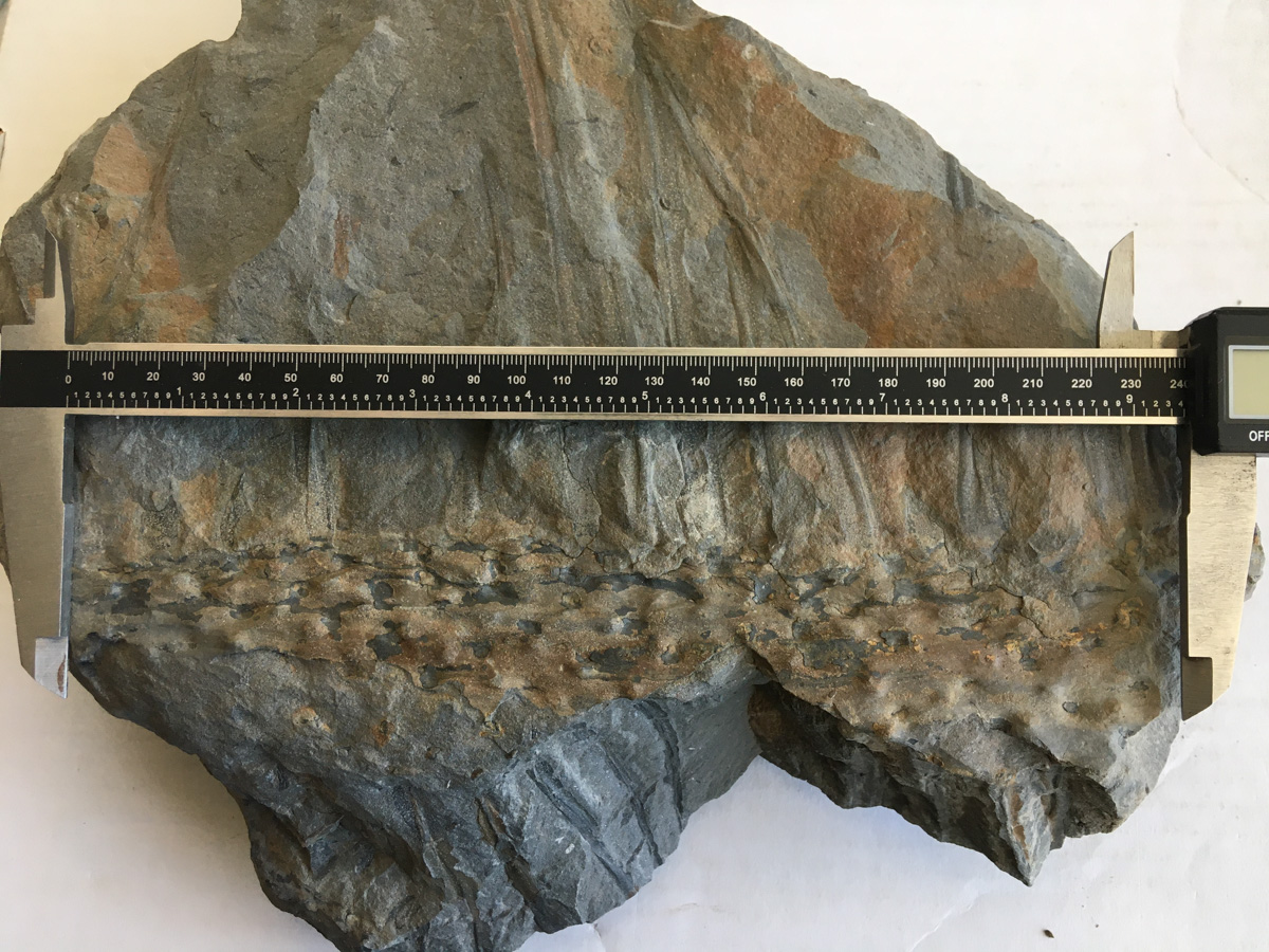 Carboniferous Kentucky (fern?) Fossil Identification - Fossil ID - The ...