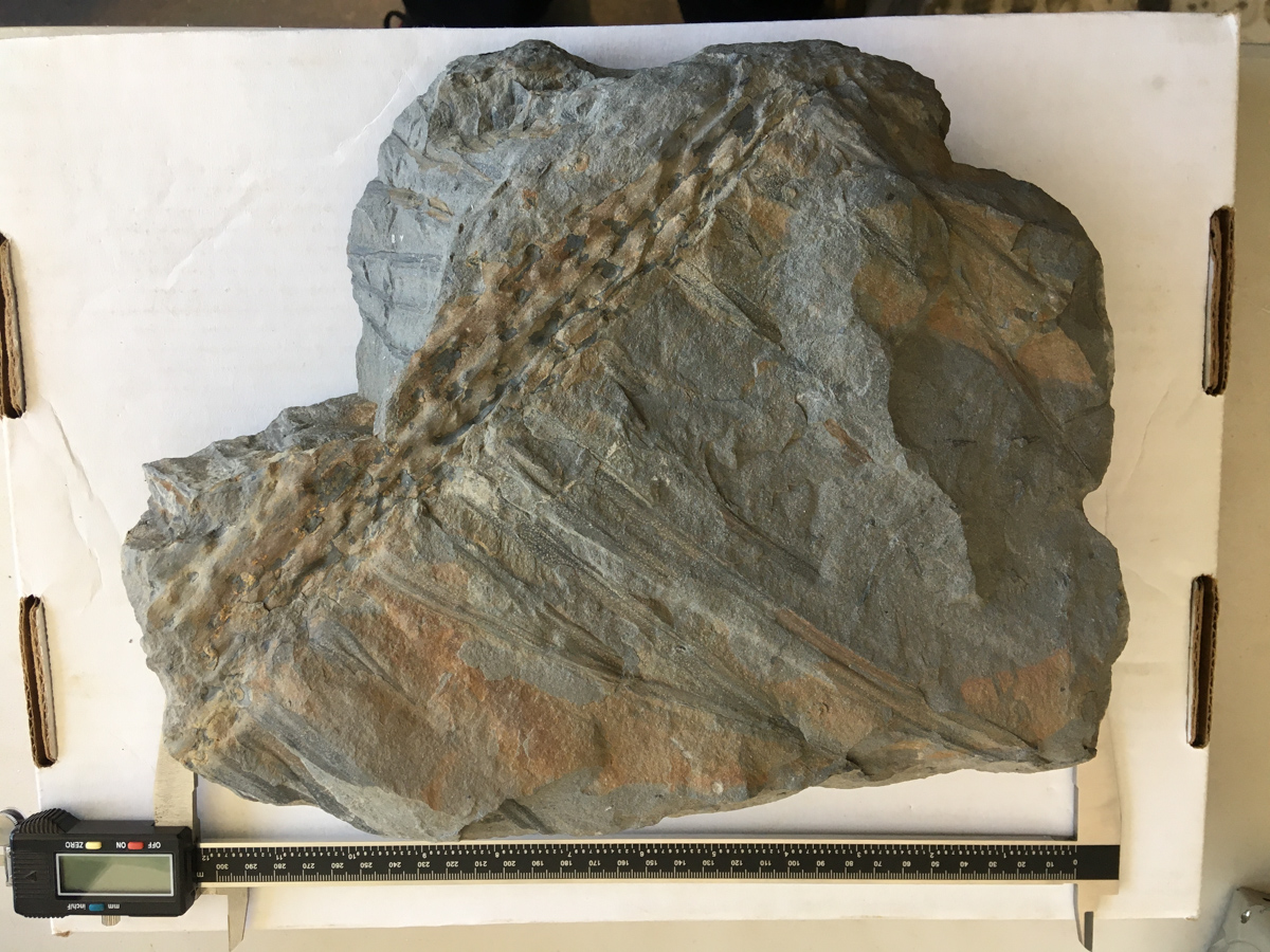 Carboniferous Kentucky (fern?) Fossil Identification - Fossil ID - The ...