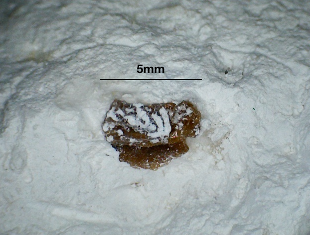 Need help in identifying problematic fish bone - Fossil ID - The Fossil ...