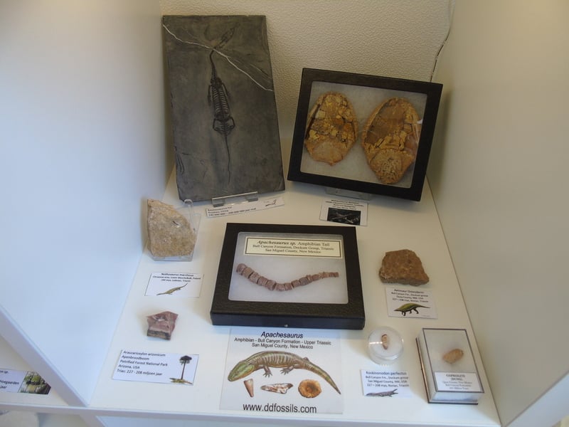 How do you organize your collection? - General Fossil Discussion - The ...