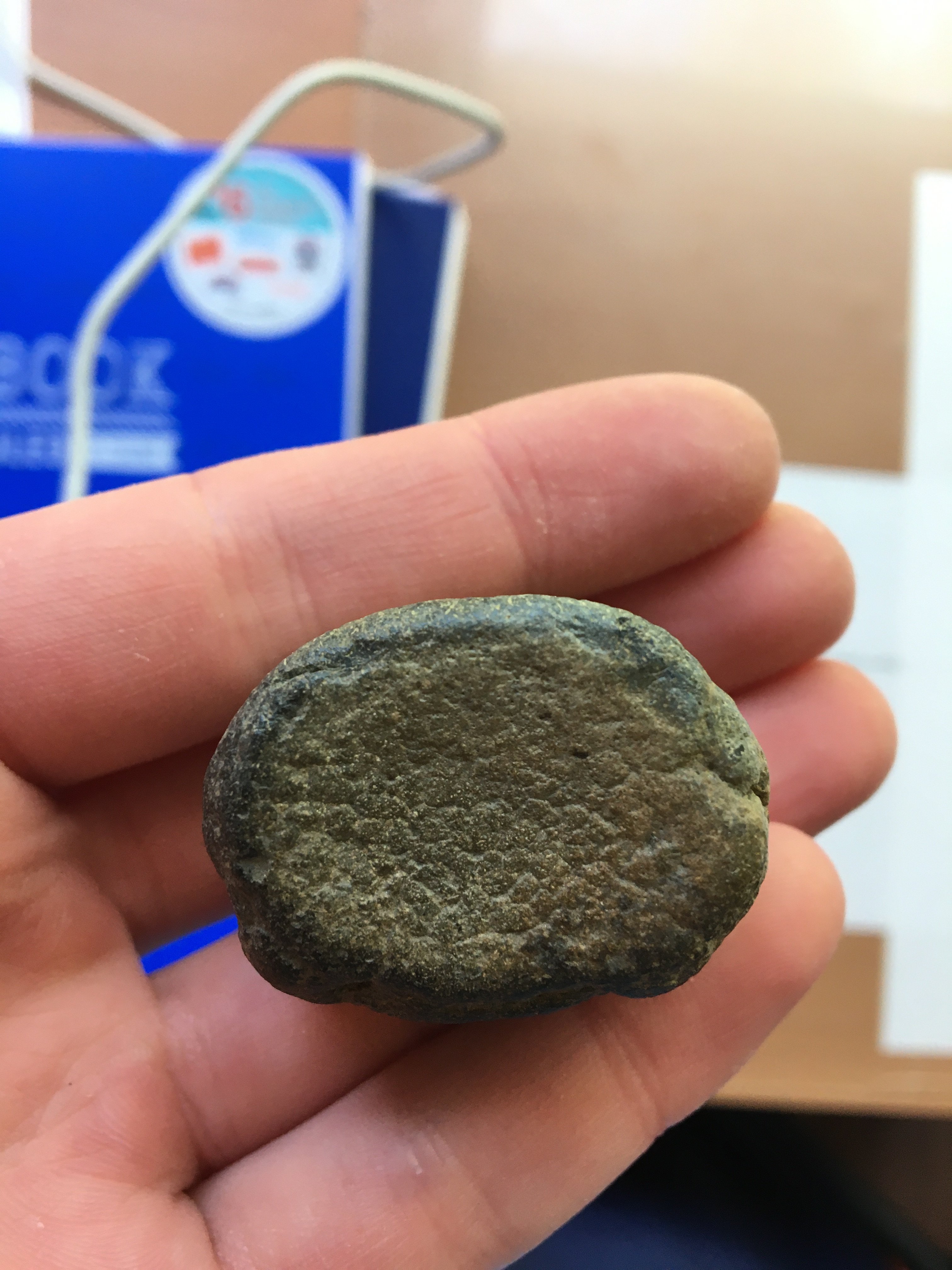 NJ Mosasaur Vertebra - Halisaurus? - Fossil ID - The Fossil Forum