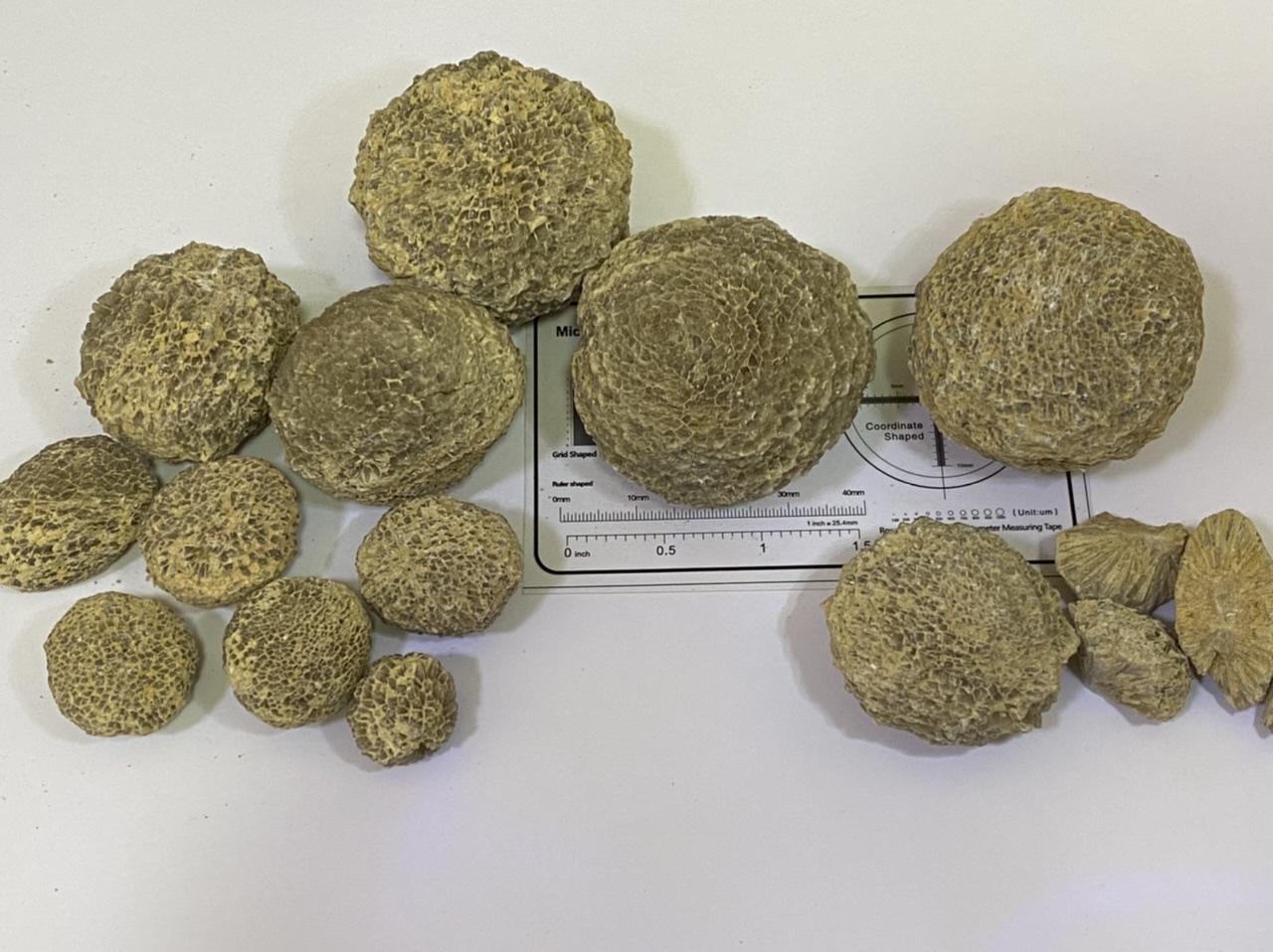 Please help to identify these fossil balls - Fossil ID - The Fossil Forum