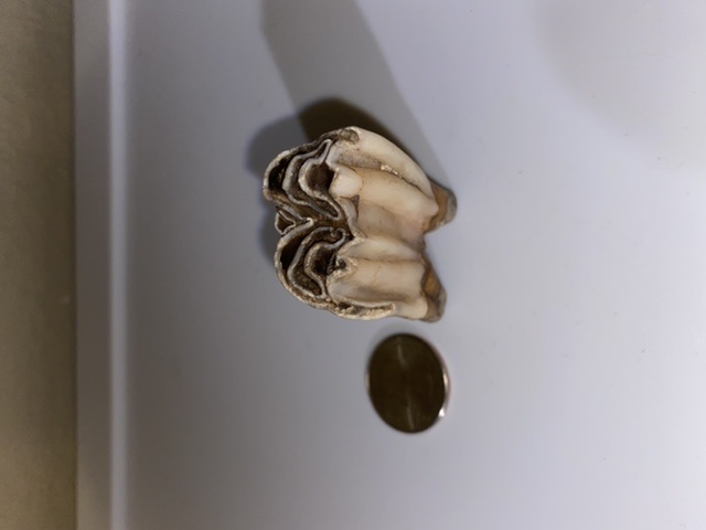 Bison tooth? - Fossil ID - The Fossil Forum