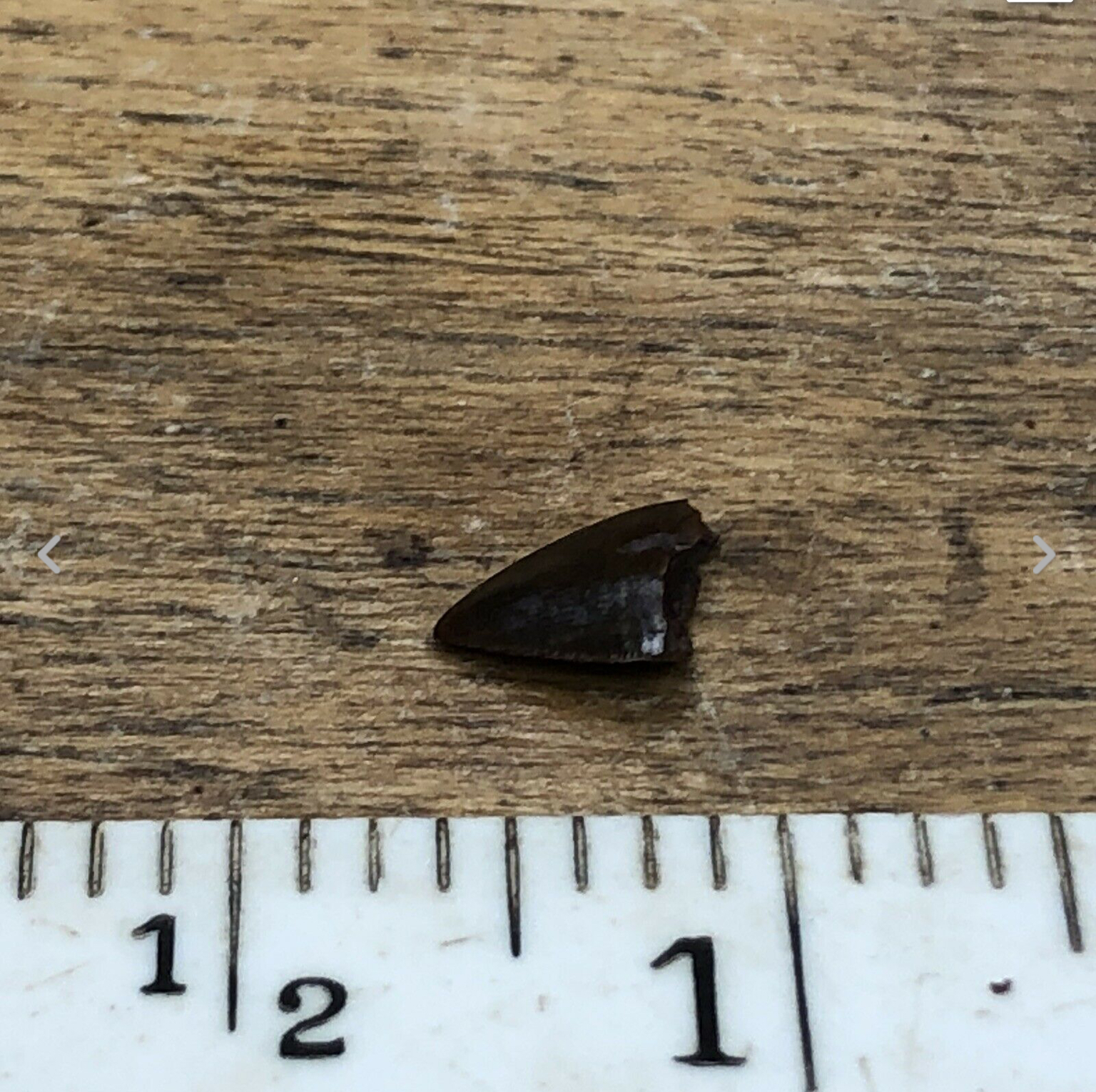 Dimetrodon tooth? - Is It Real? How to Recognize Fossil Fabrications ...