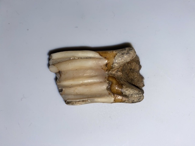 Bison tooth? - Fossil ID - The Fossil Forum