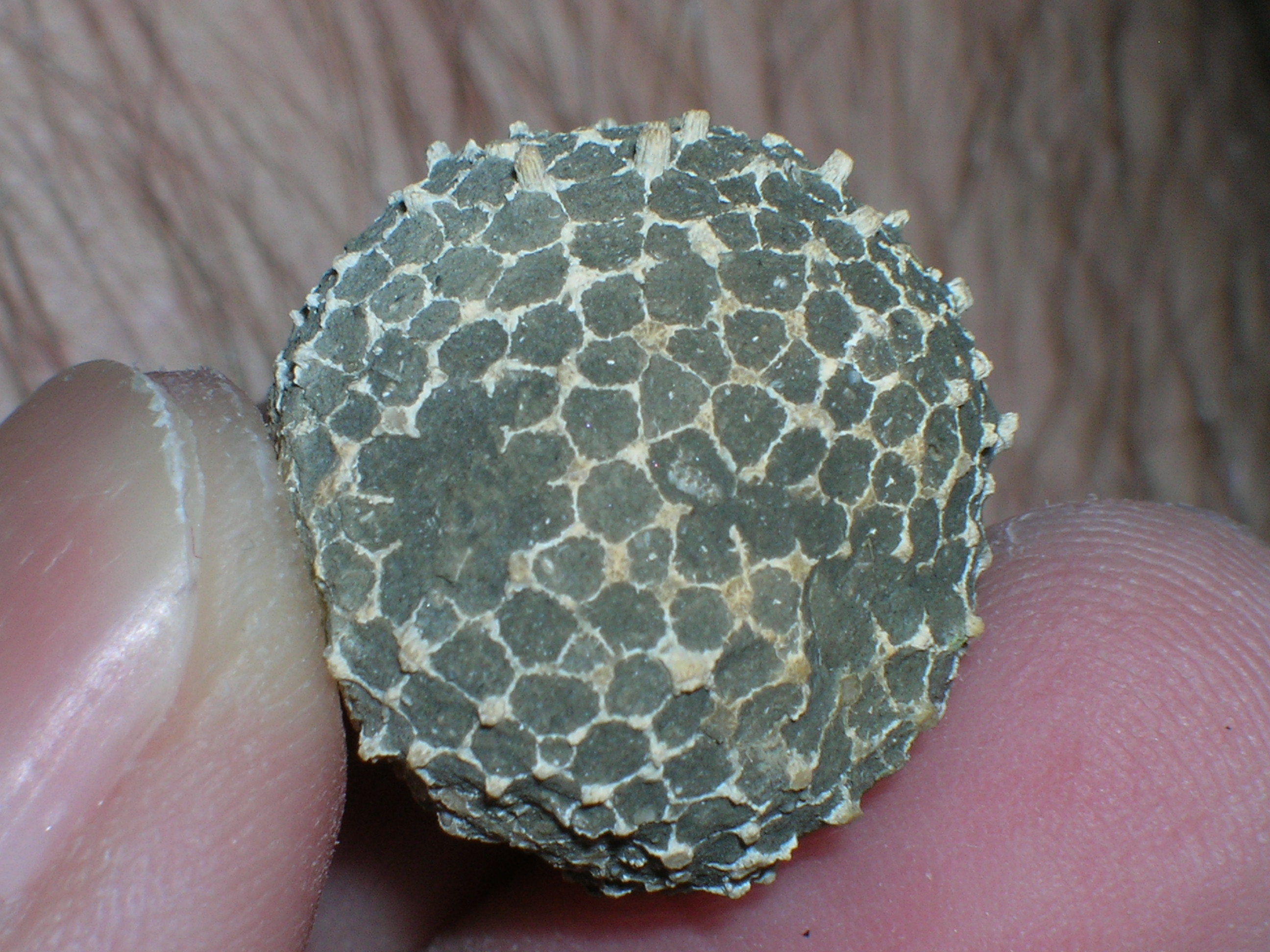 Please help to identify these fossil balls - Fossil ID - The Fossil Forum