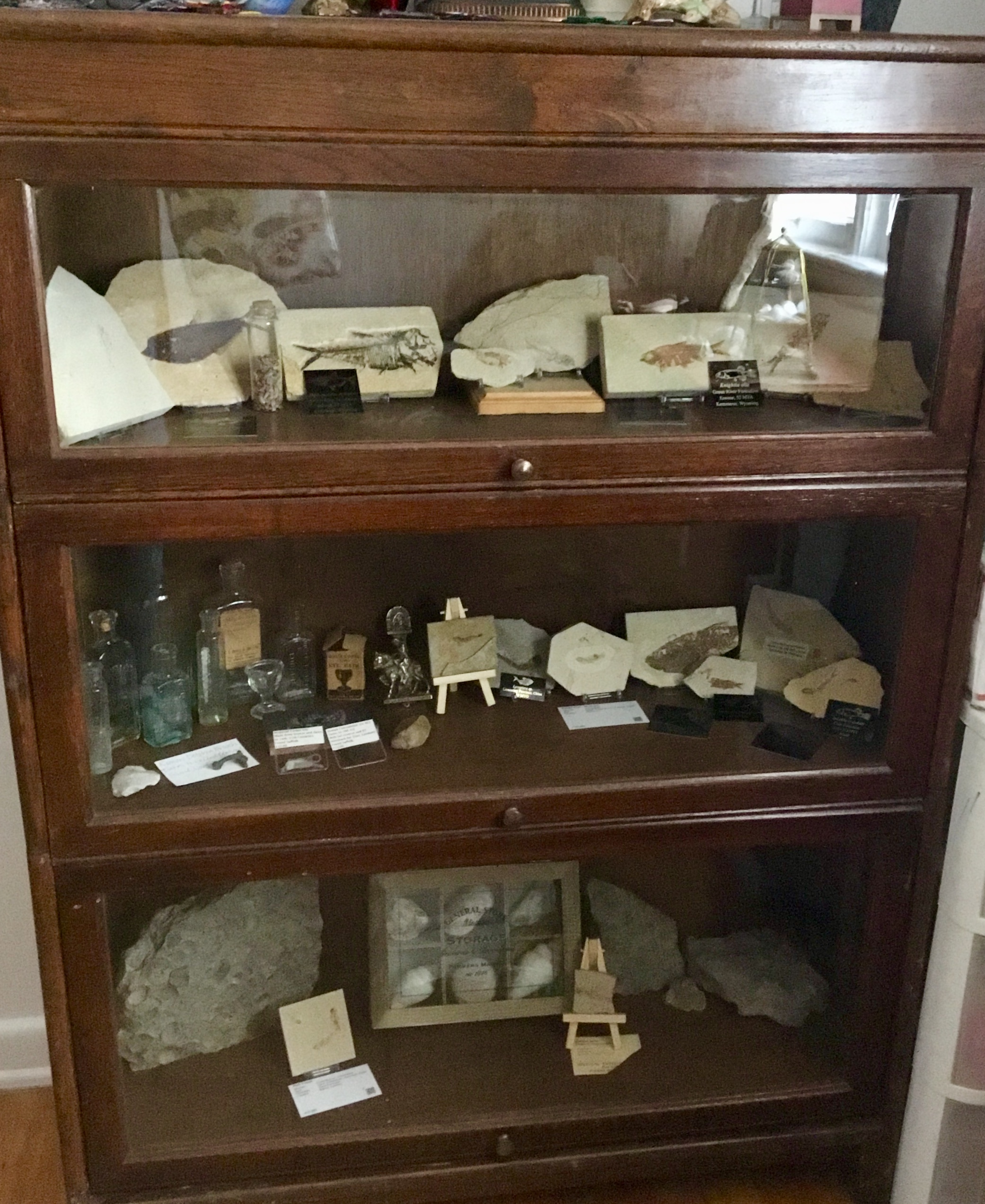 How do you organize your collection? - General Fossil Discussion - The ...
