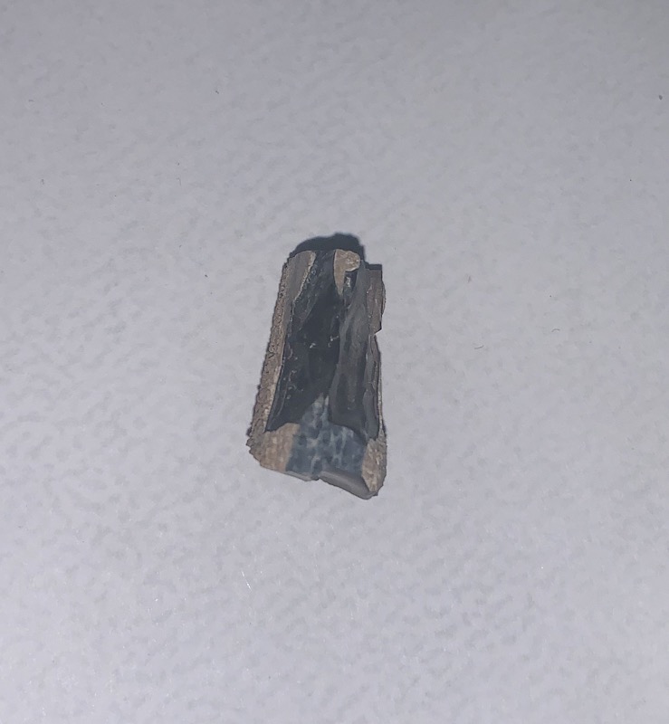 Hadrosaur Teeth - Fossil ID - The Fossil Forum