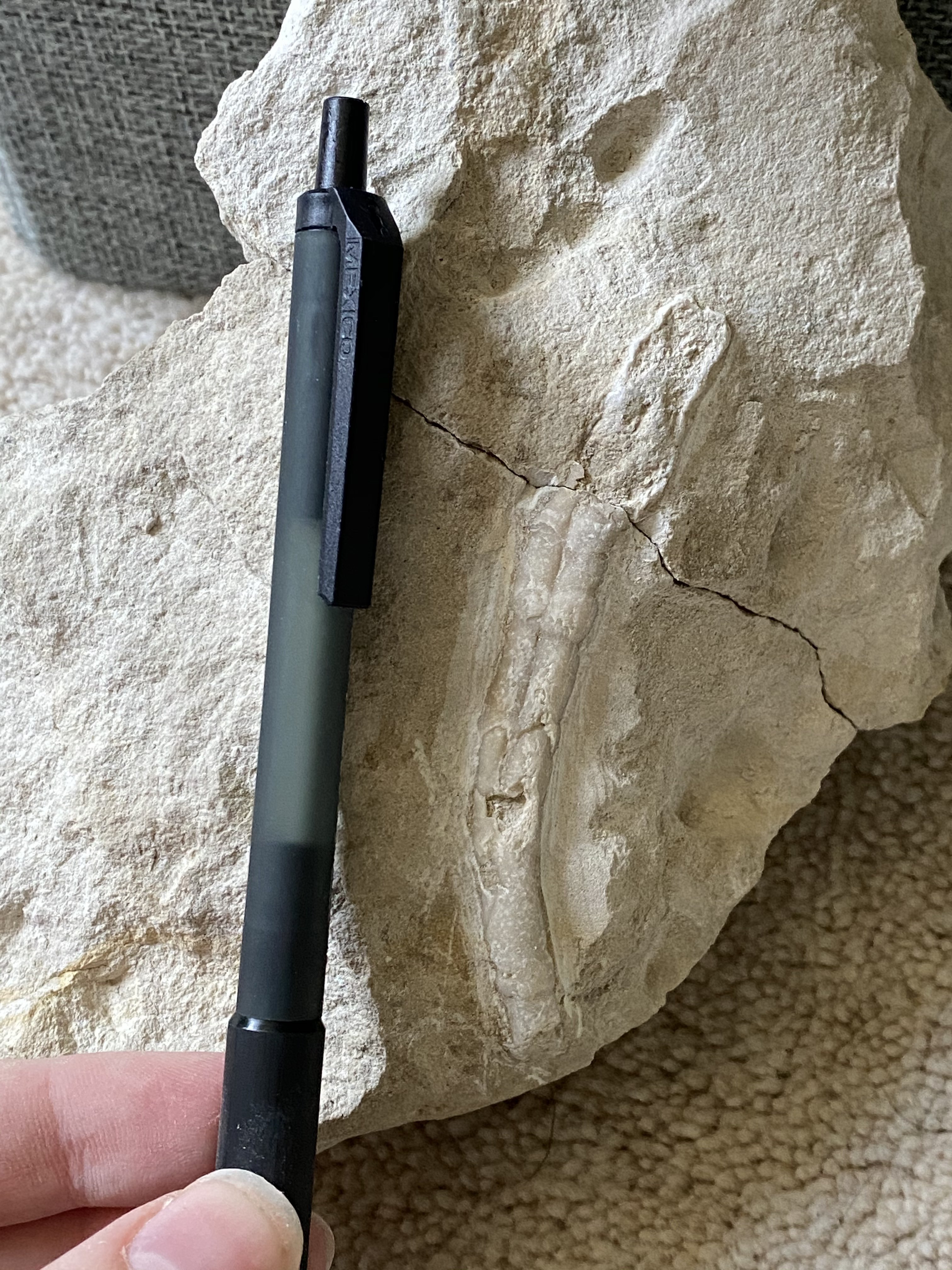 Hunstanton fossil find - Fossil ID - The Fossil Forum
