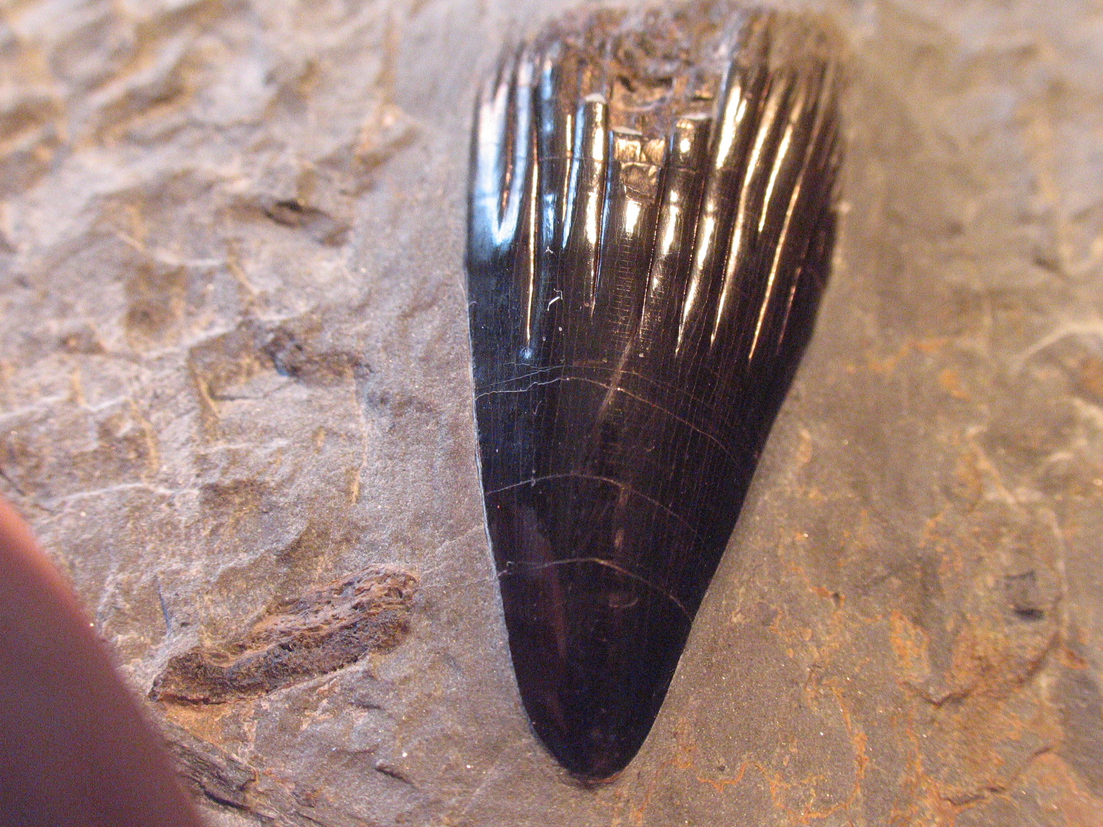 Rhizodus teeth - Member Collections - The Fossil Forum