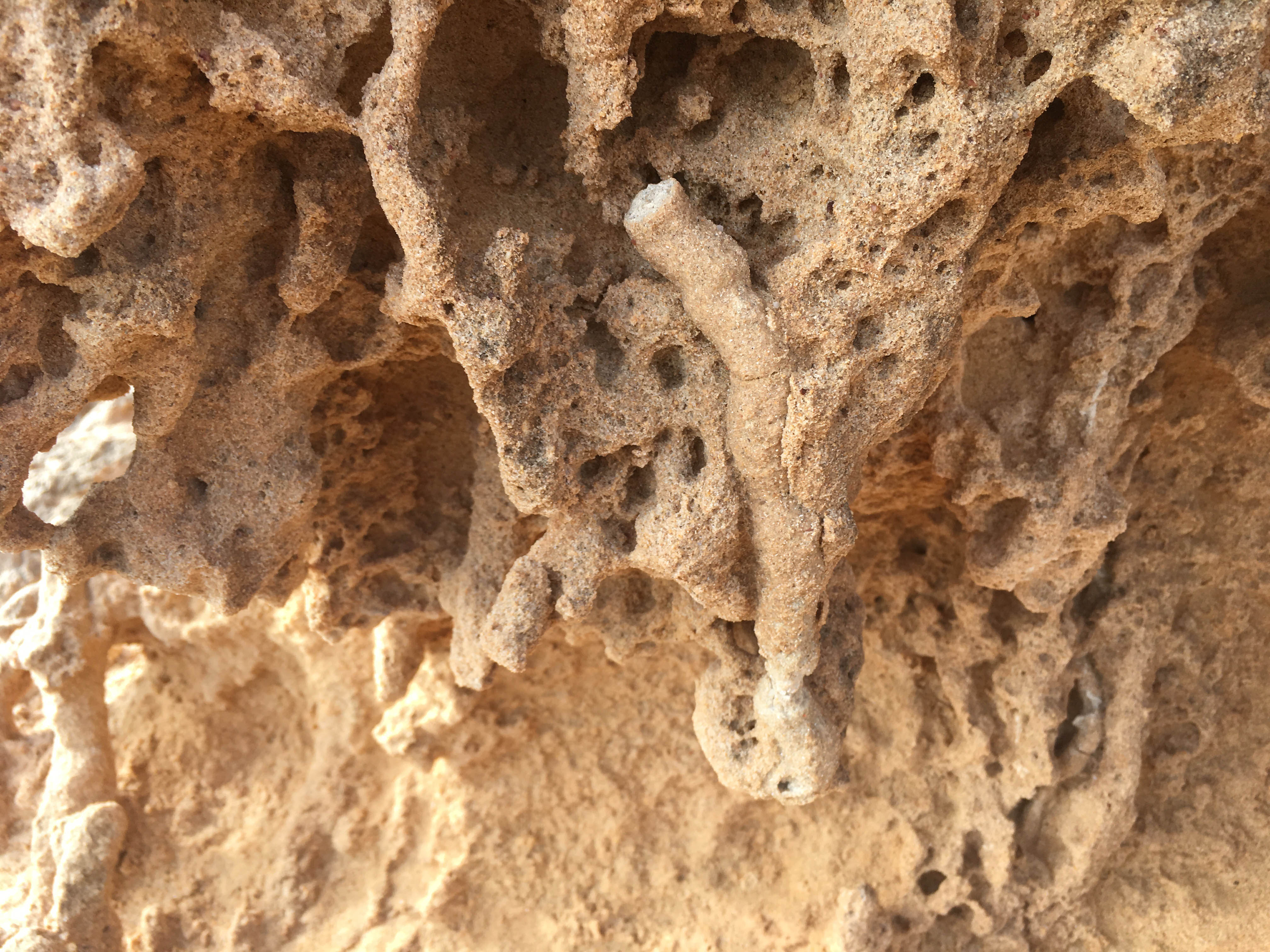 tubular trace fossils ID? - Fossil ID - The Fossil Forum