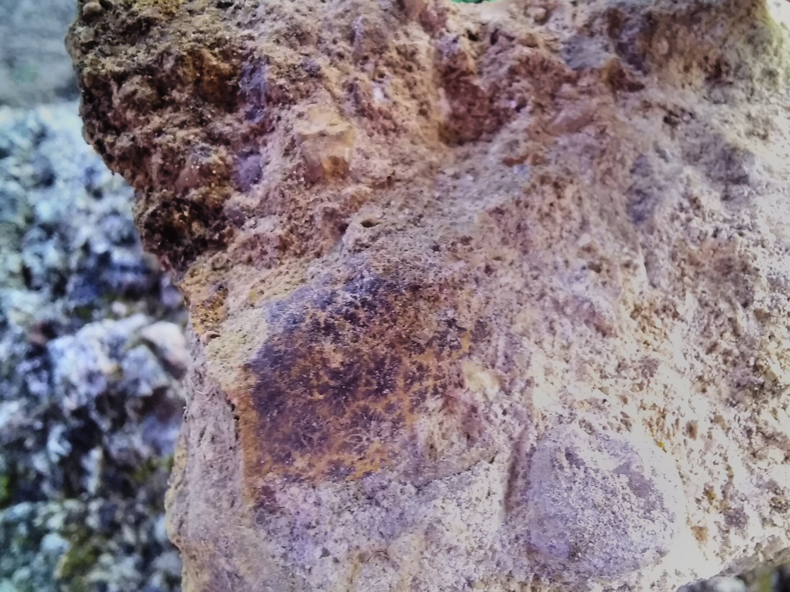 Fossil with dendritic patterns. - Fossil ID - The Fossil Forum
