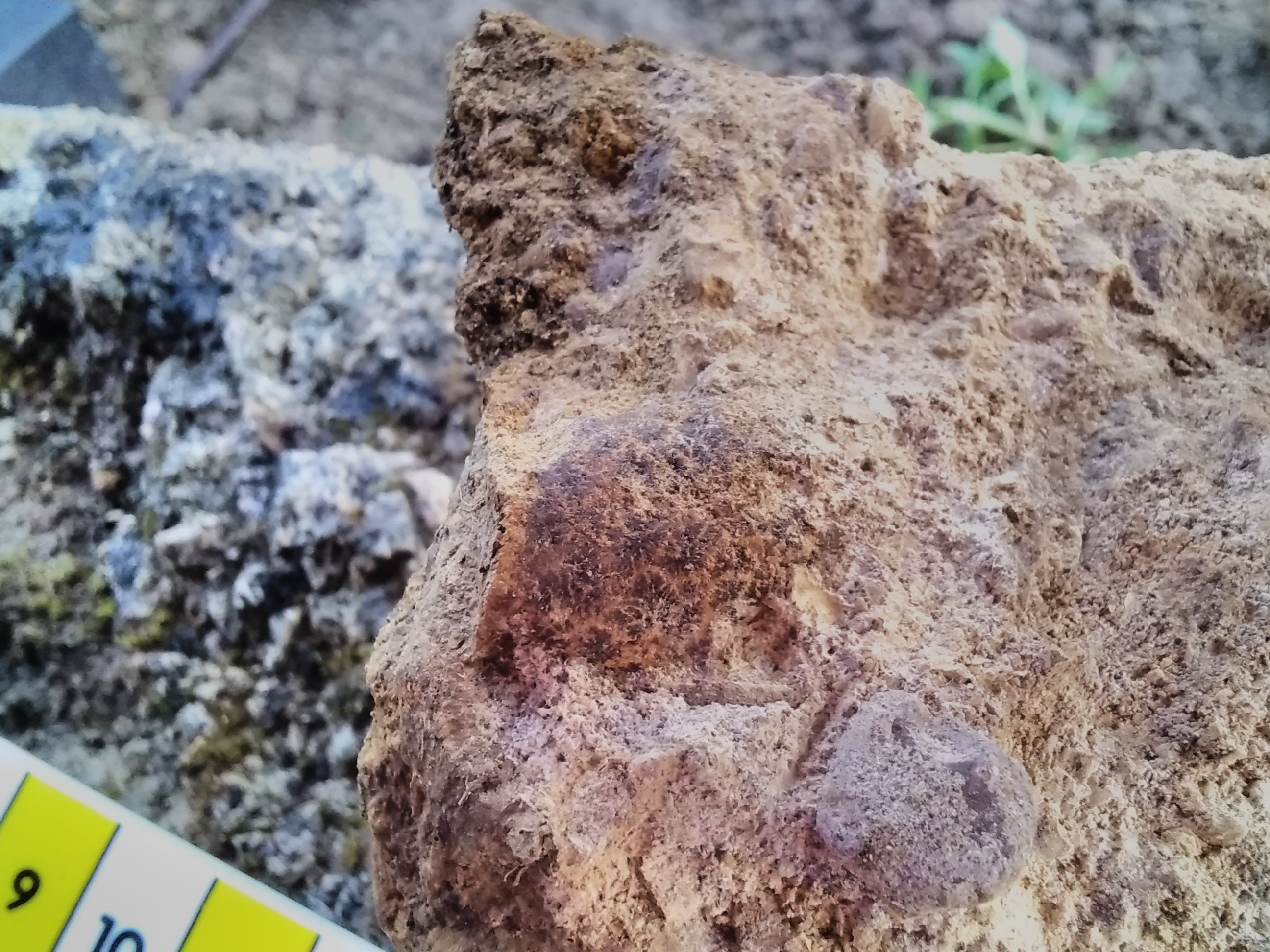 Fossil with dendritic patterns. - Fossil ID - The Fossil Forum