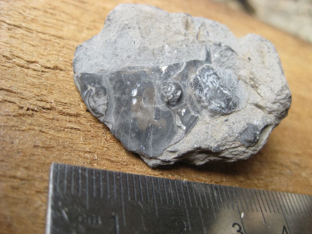 Cephalon - Fossil ID - The Fossil Forum