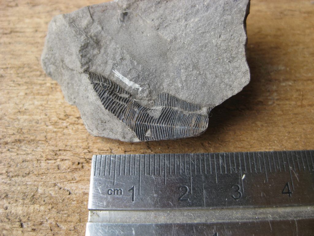 conularid - Fossil ID - The Fossil Forum