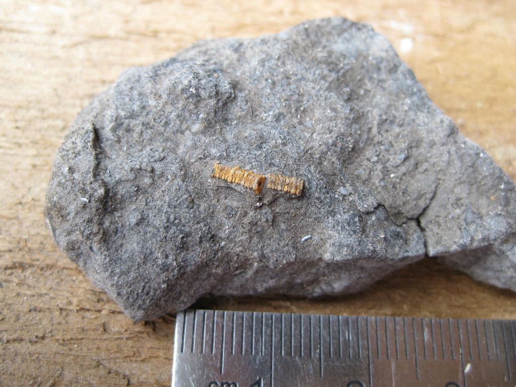 stalked echinoderm - Fossil ID - The Fossil Forum