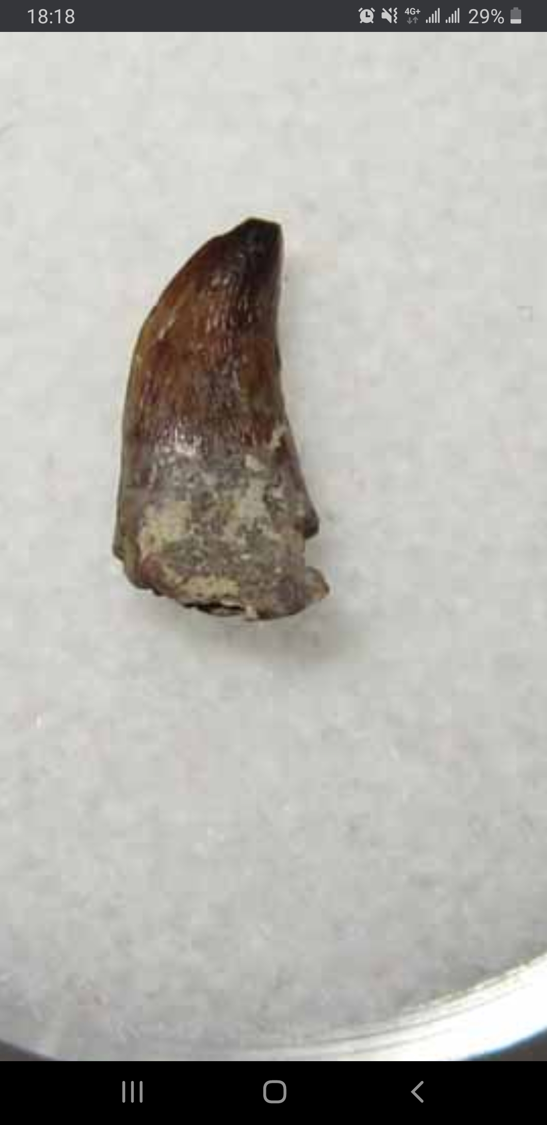 Dimetrodon tooth? - Fossil ID - The Fossil Forum
