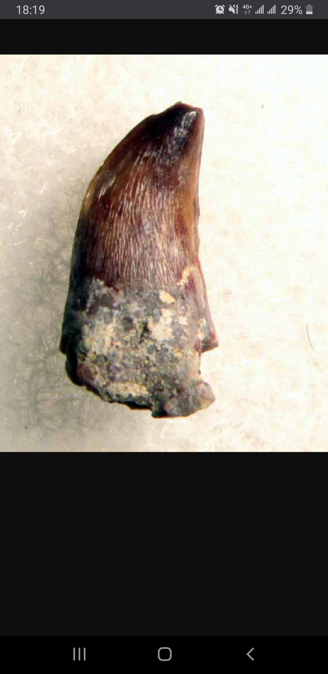Dimetrodon tooth? - Fossil ID - The Fossil Forum