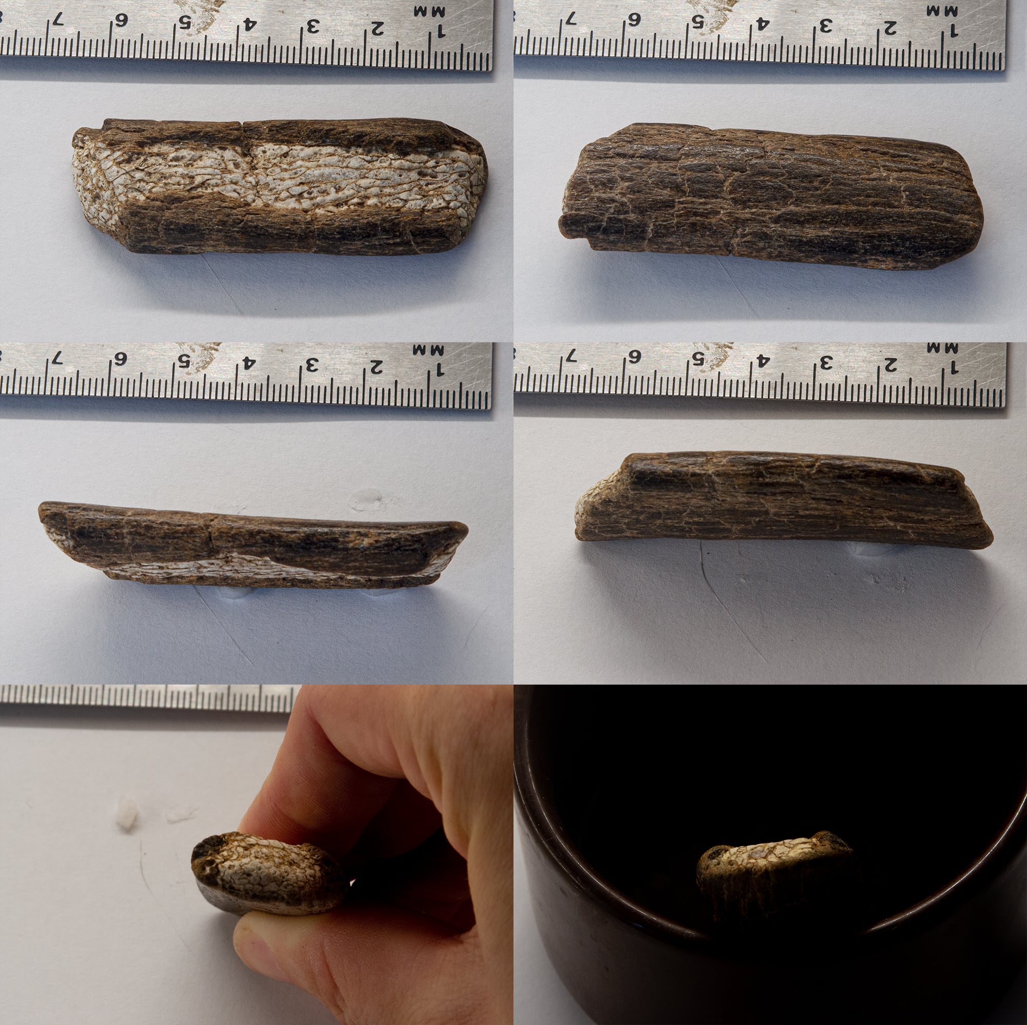 Bone marrow crystallization? Or...pet wood? - Fossil ID - The Fossil Forum