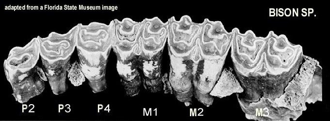 Beach Tooth - Fossil ID - The Fossil Forum