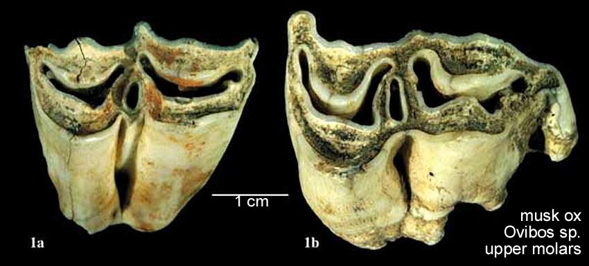 Bison tooth? - Fossil ID - The Fossil Forum