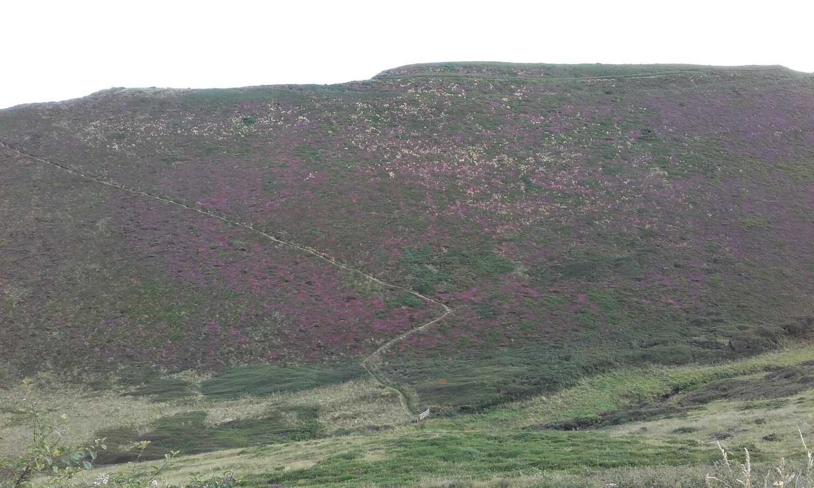 Crackington Formation Cliffs. - Member Collections - The Fossil Forum