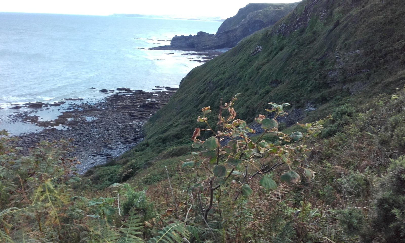 Crackington Formation Cliffs. - Member Collections - The Fossil Forum