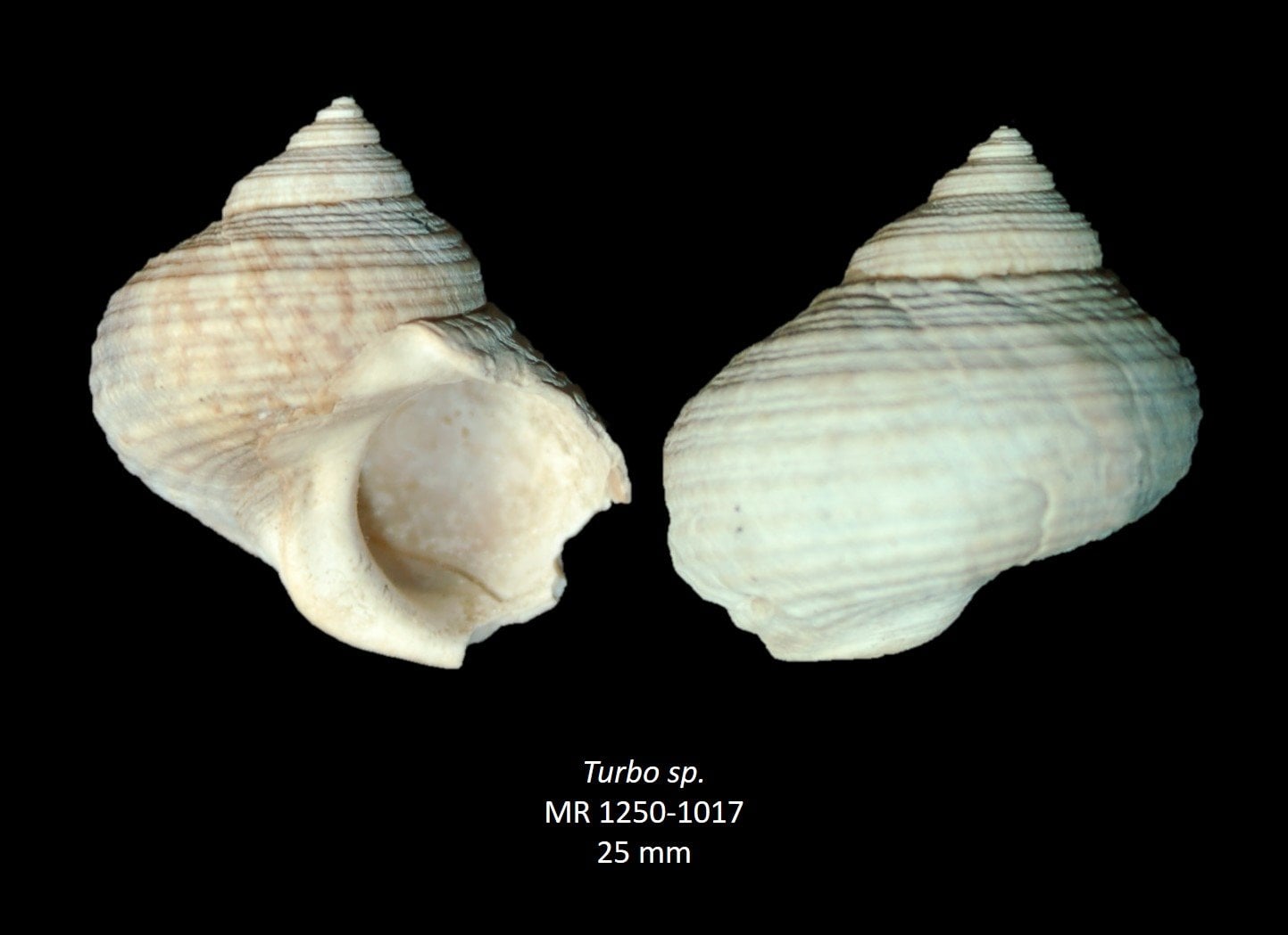 Turbo sp. - Gastropods - The Fossil Forum
