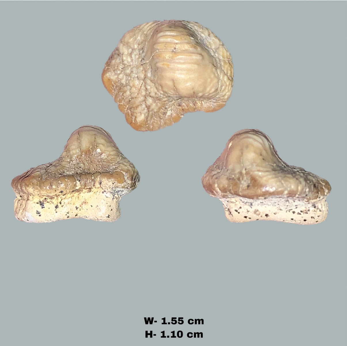 Ptychodus anonymus - Member Collections - The Fossil Forum