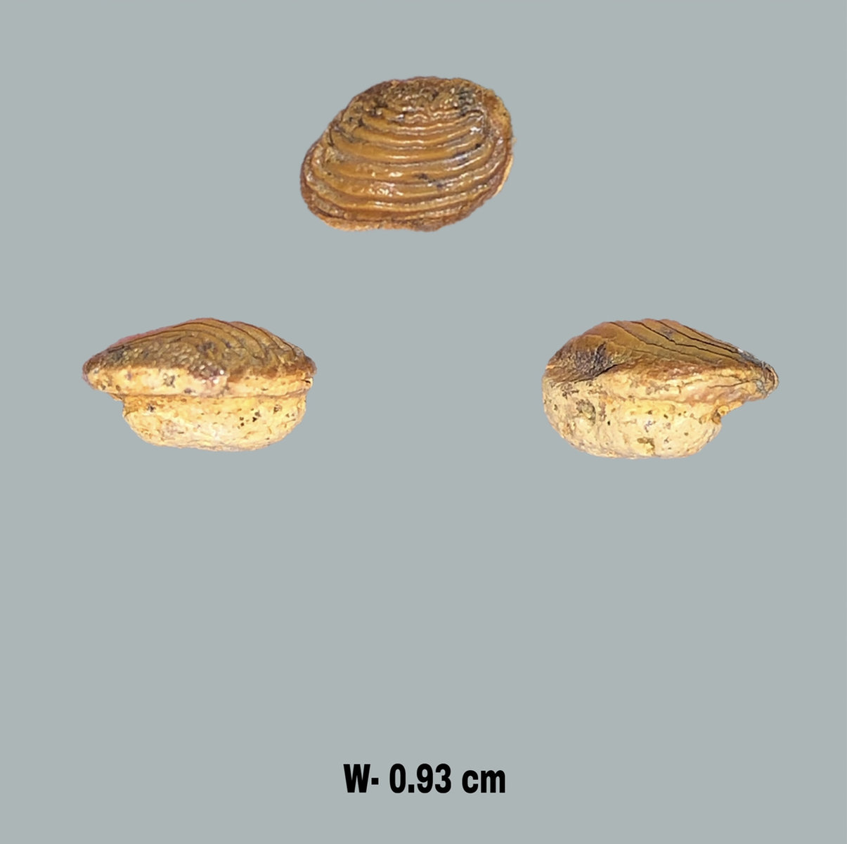 Ptychodus marginalis - Member Collections - The Fossil Forum