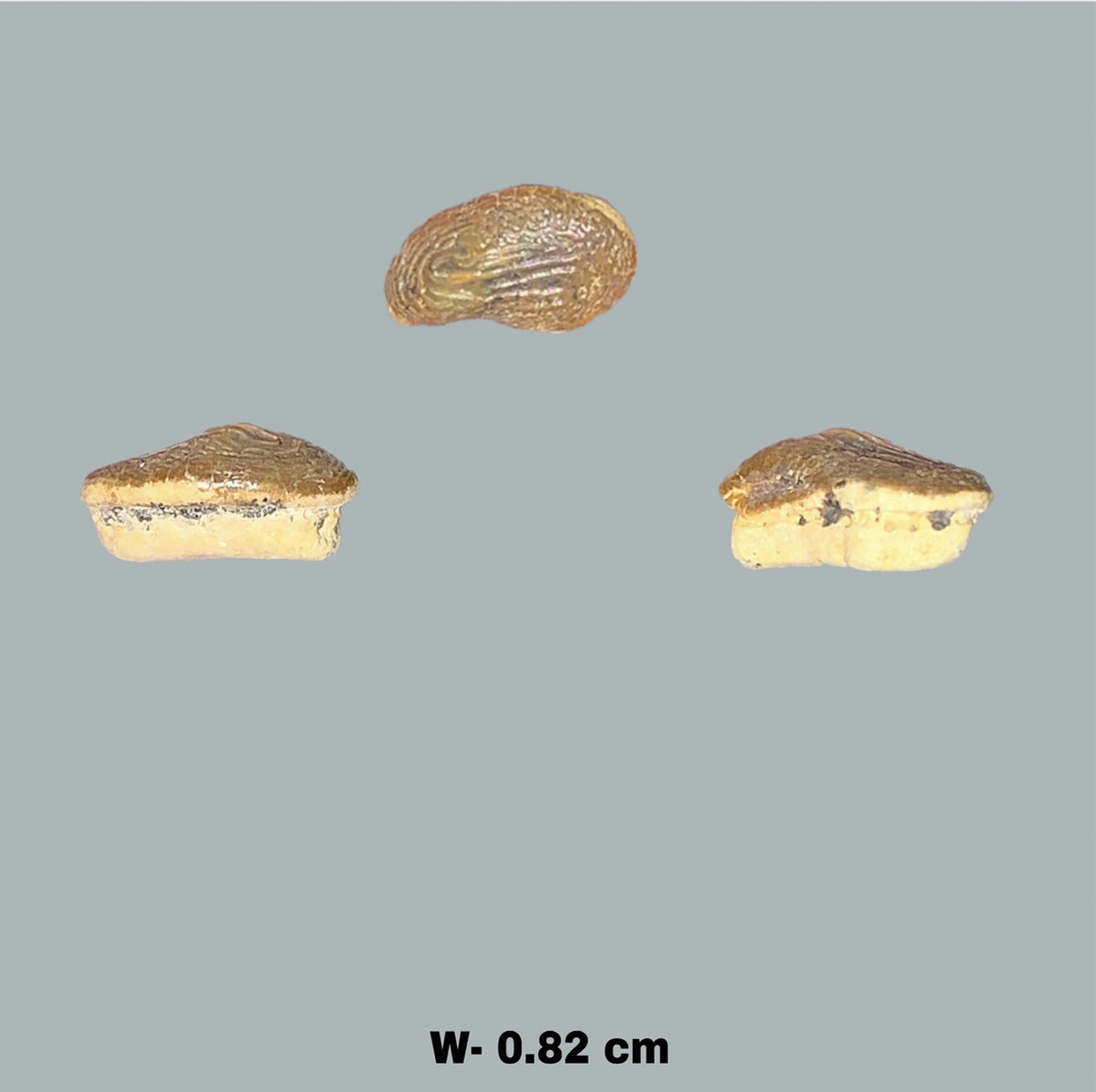 Ptychodus marginalis - Member Collections - The Fossil Forum