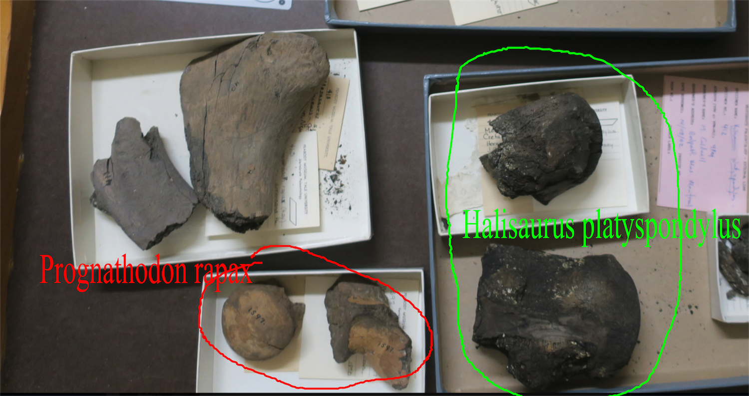 NJ Mosasaur Vertebra - Halisaurus? - Fossil ID - The Fossil Forum