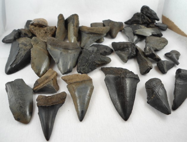 Florida Peace river Bone Valley - Fossil Hunting Trips - The Fossil Forum