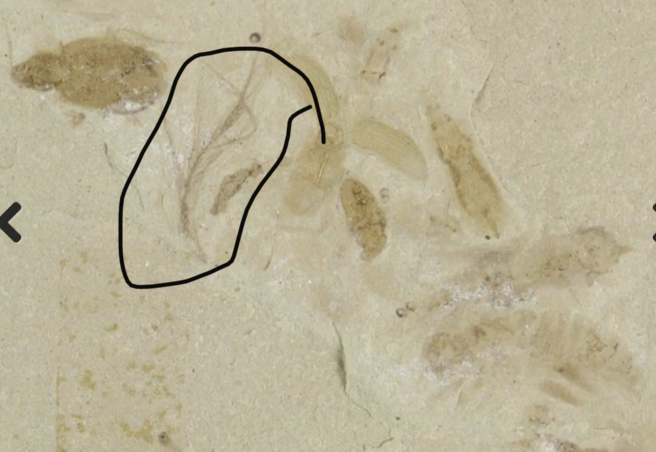 Feather? - Fossil ID - The Fossil Forum
