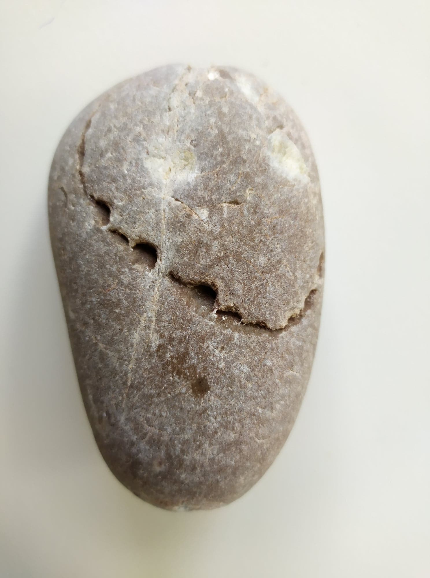 Are these bite marks? - Fossil ID - The Fossil Forum