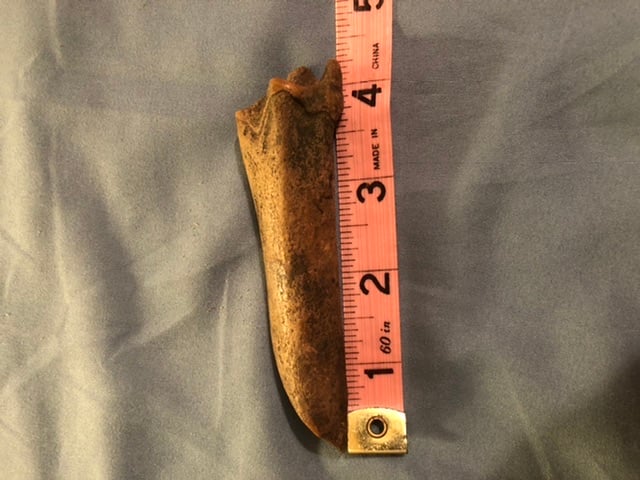 Bone Fragment - Fossil ID - The Fossil Forum
