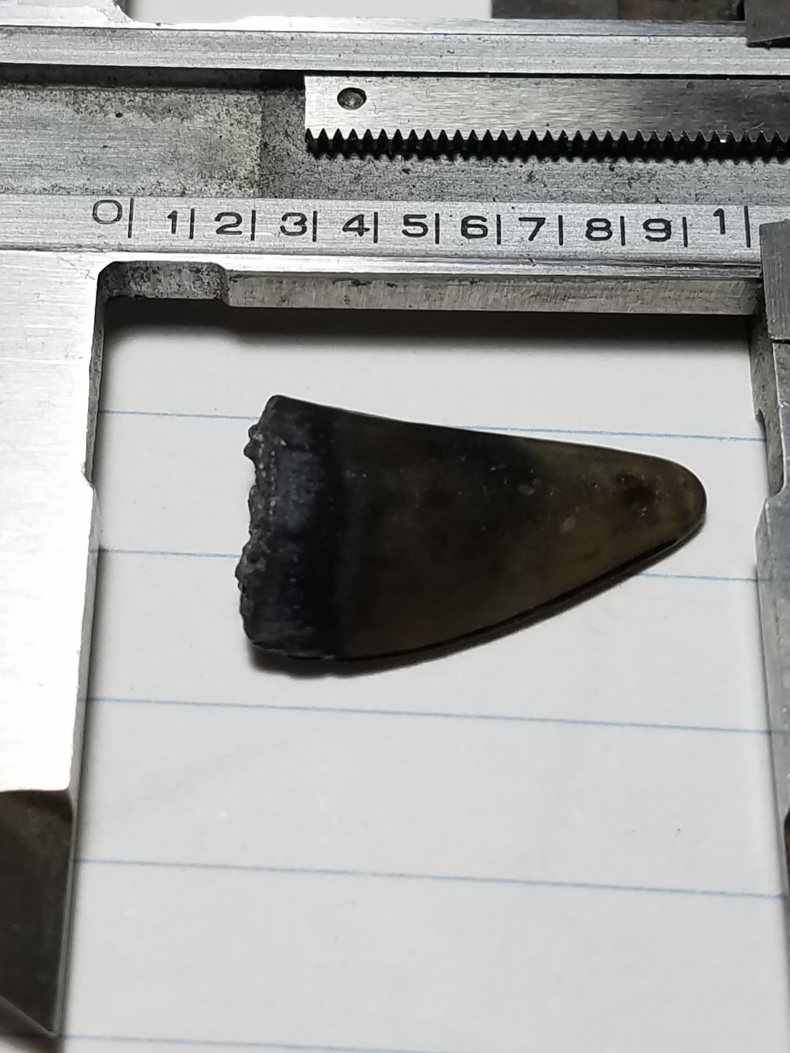 Croc tooth? - Fossil ID - The Fossil Forum